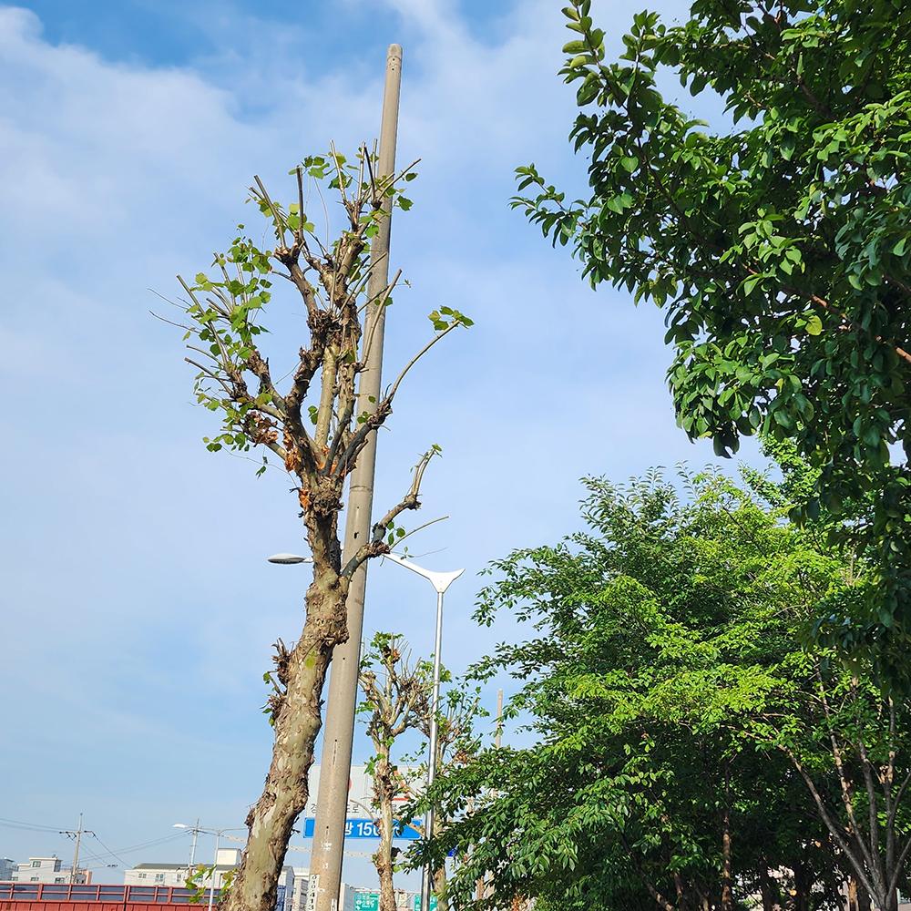 한 여름철에 무리한 가로수 가지치기 - rhinoc.net